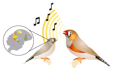 Moorman Lab – Neuroethology of vocal learning